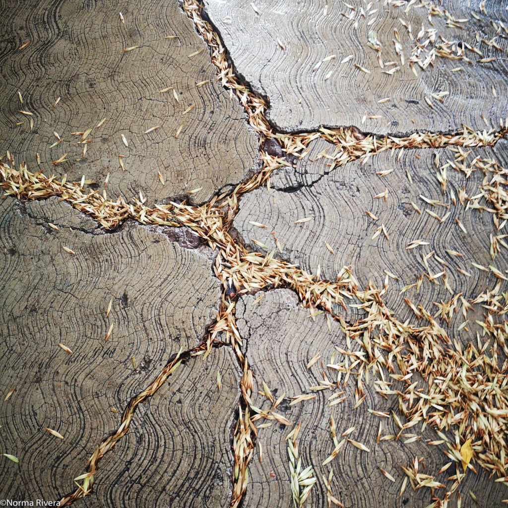 Naturaleza Concreta por Norma Rivera - Revista Cuartoscuro