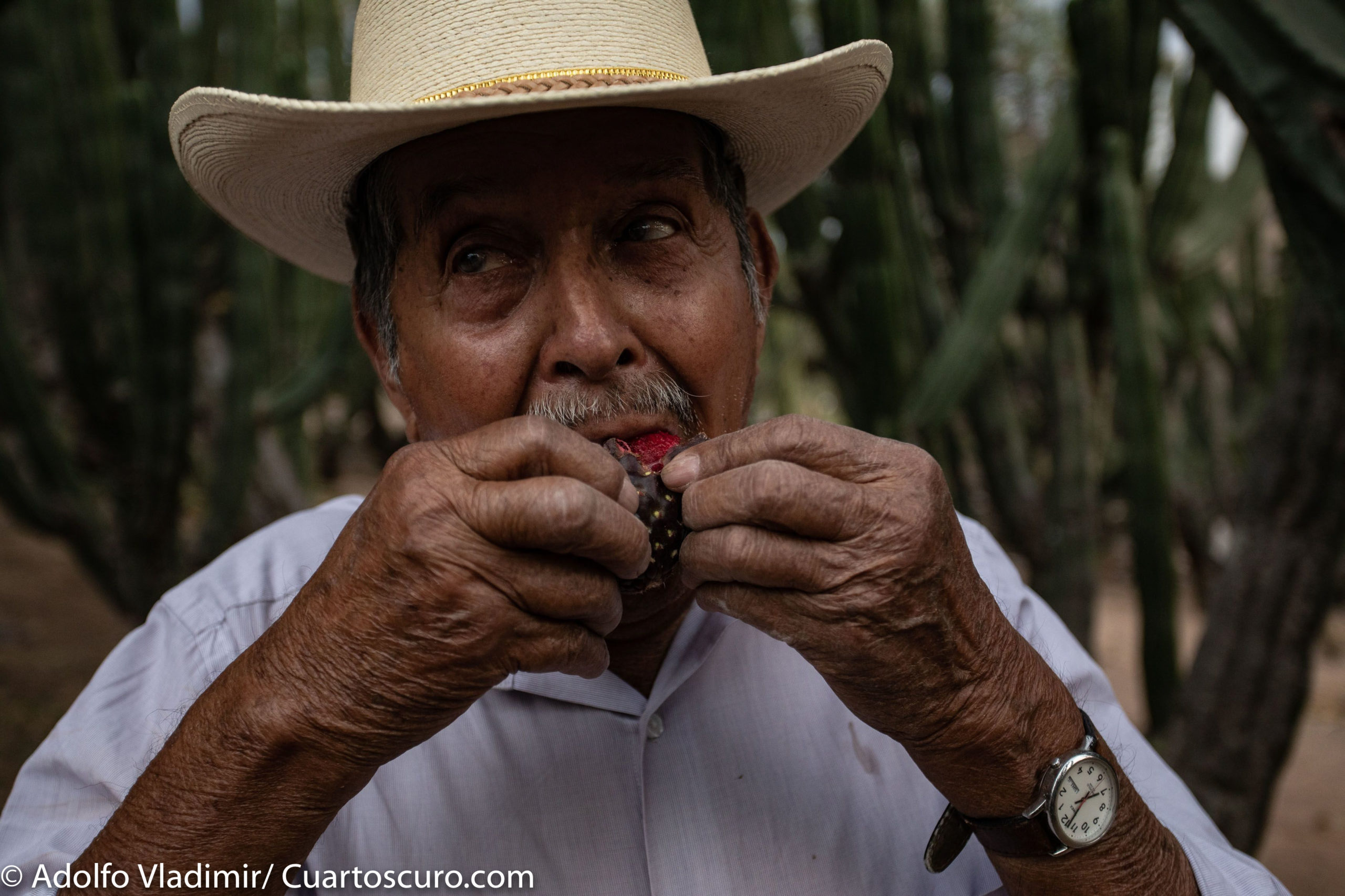 Reportaje: recolección de pitaya en Jalpa, Zacatecas - Revista Cuartoscuro
