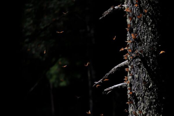 Mariposa monarca en la Sierra Chincua - Revista Cuartoscuro